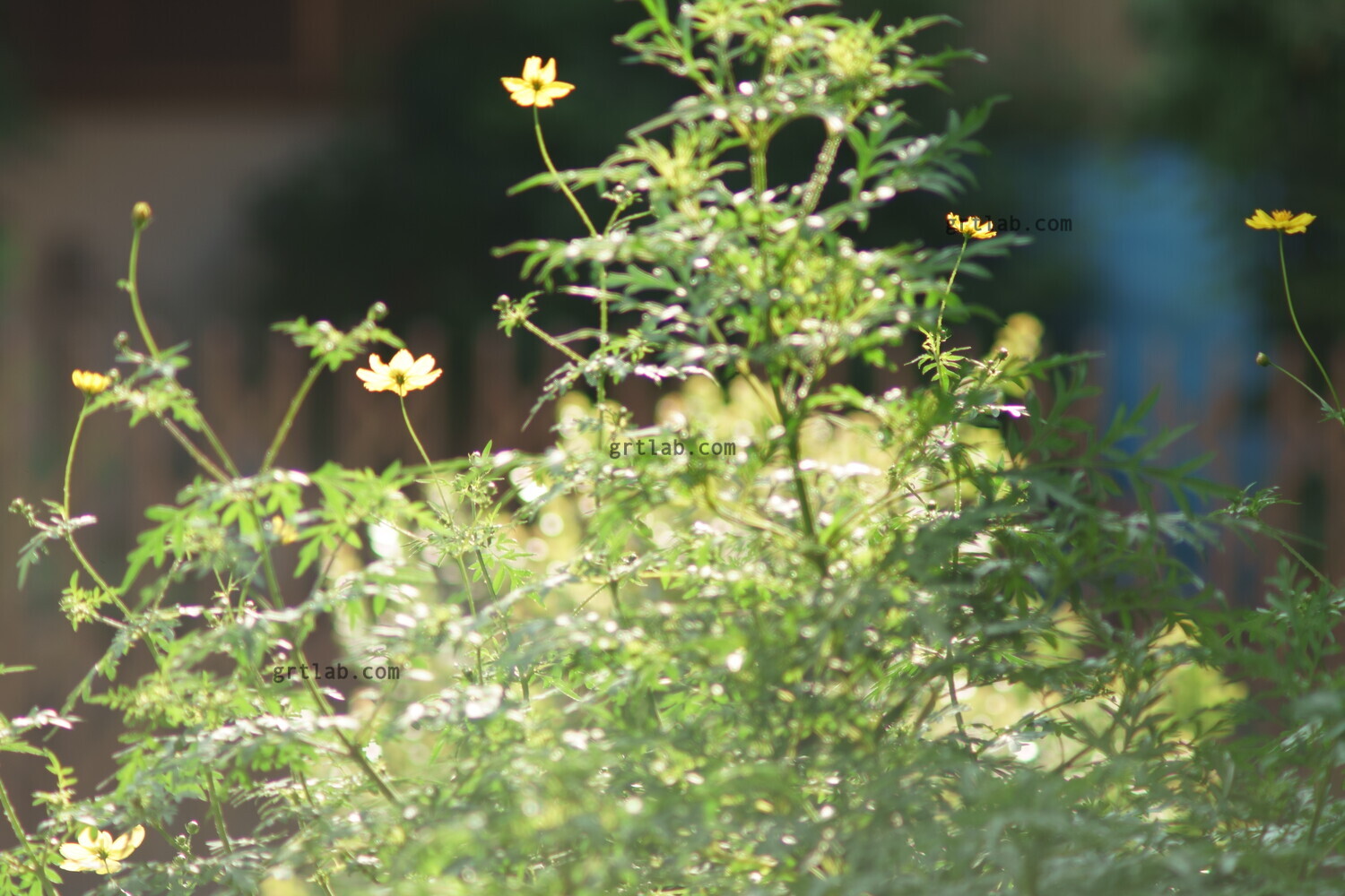 CONTAX Carl Zeiss T＊ Mutar II 2X 購入、分解清掃、試写レビュー 作例 | GRTLAB.com